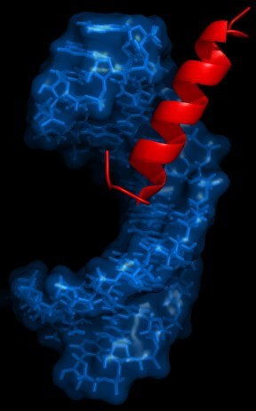 BoxB RNA_front – Williamson Lab